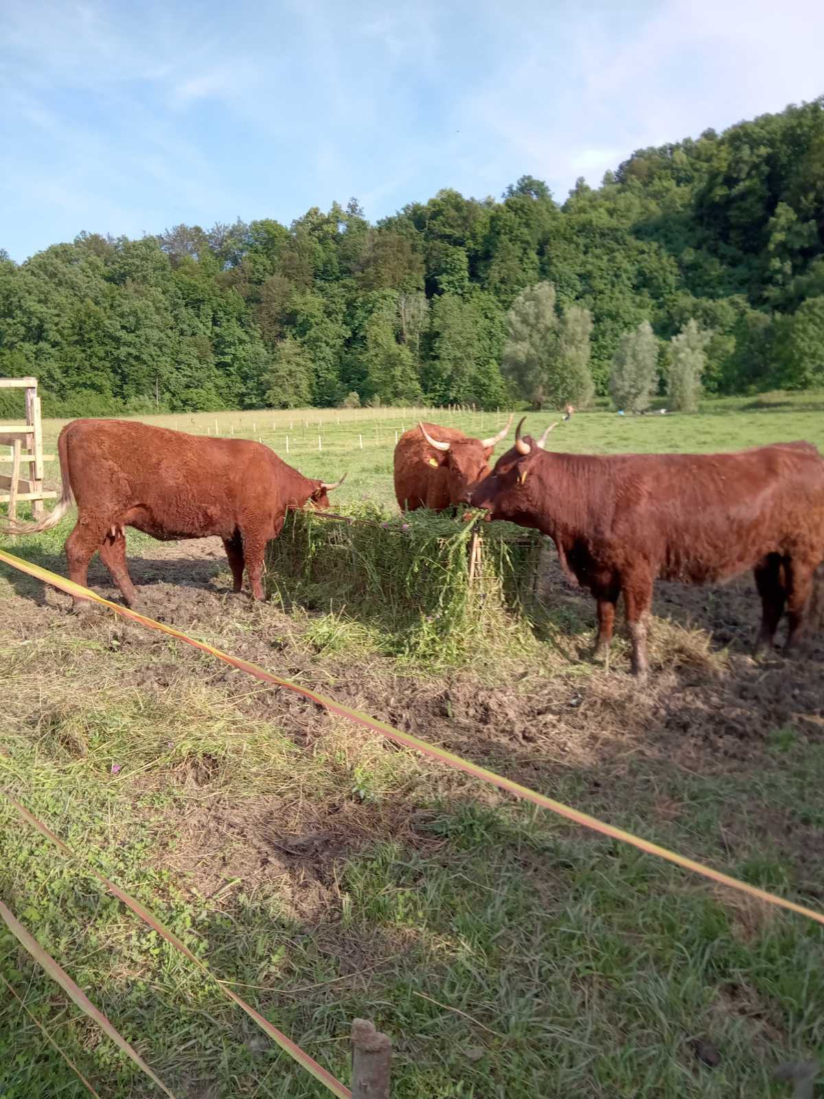 SALERS GOVEDA- prodajemo!