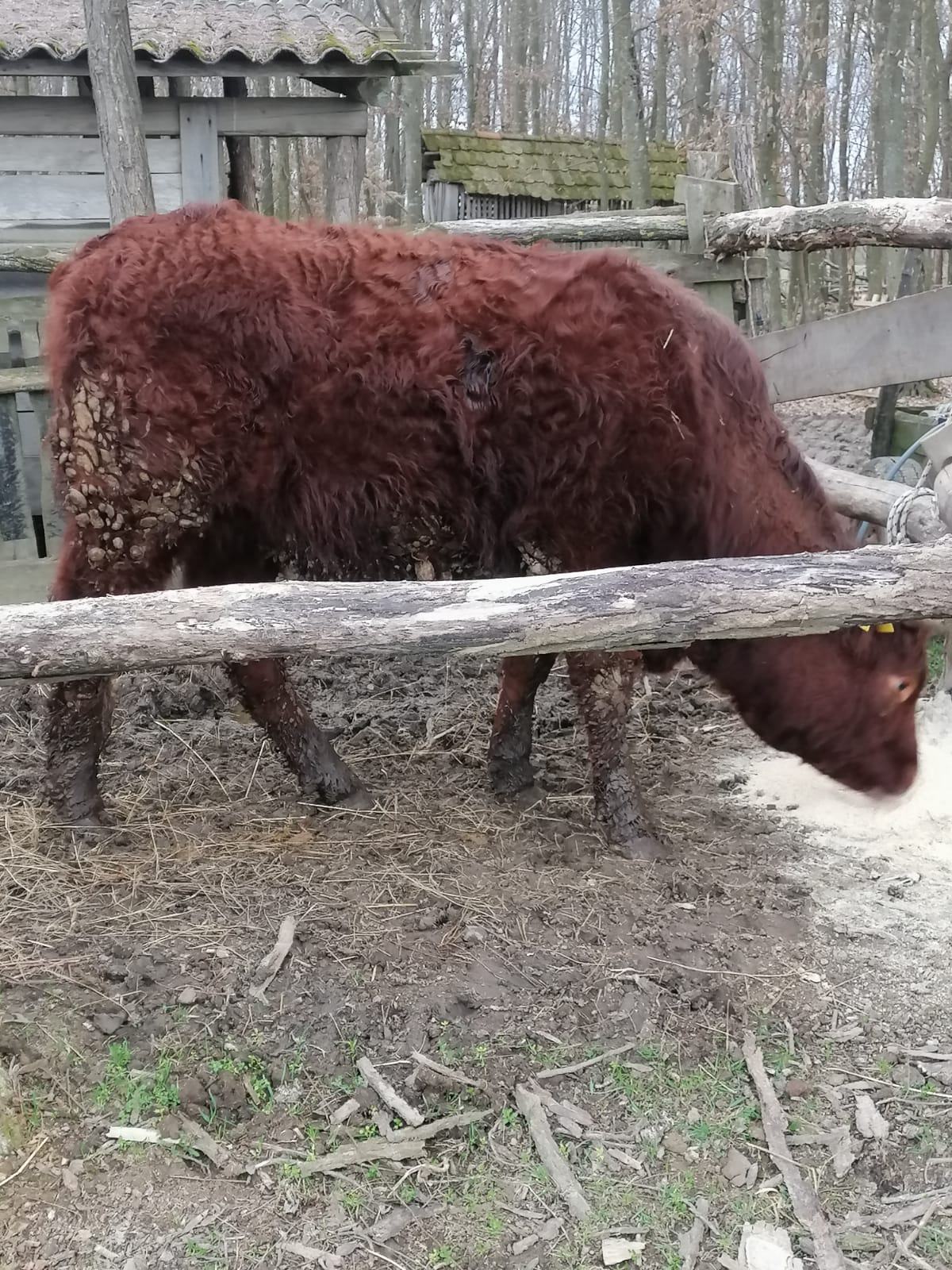 SALERS JUNICA sa pedigreom, 22.mj spremna za pripust