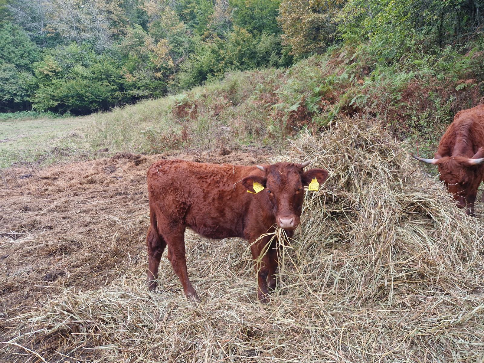 Salers junice sa pedigreom