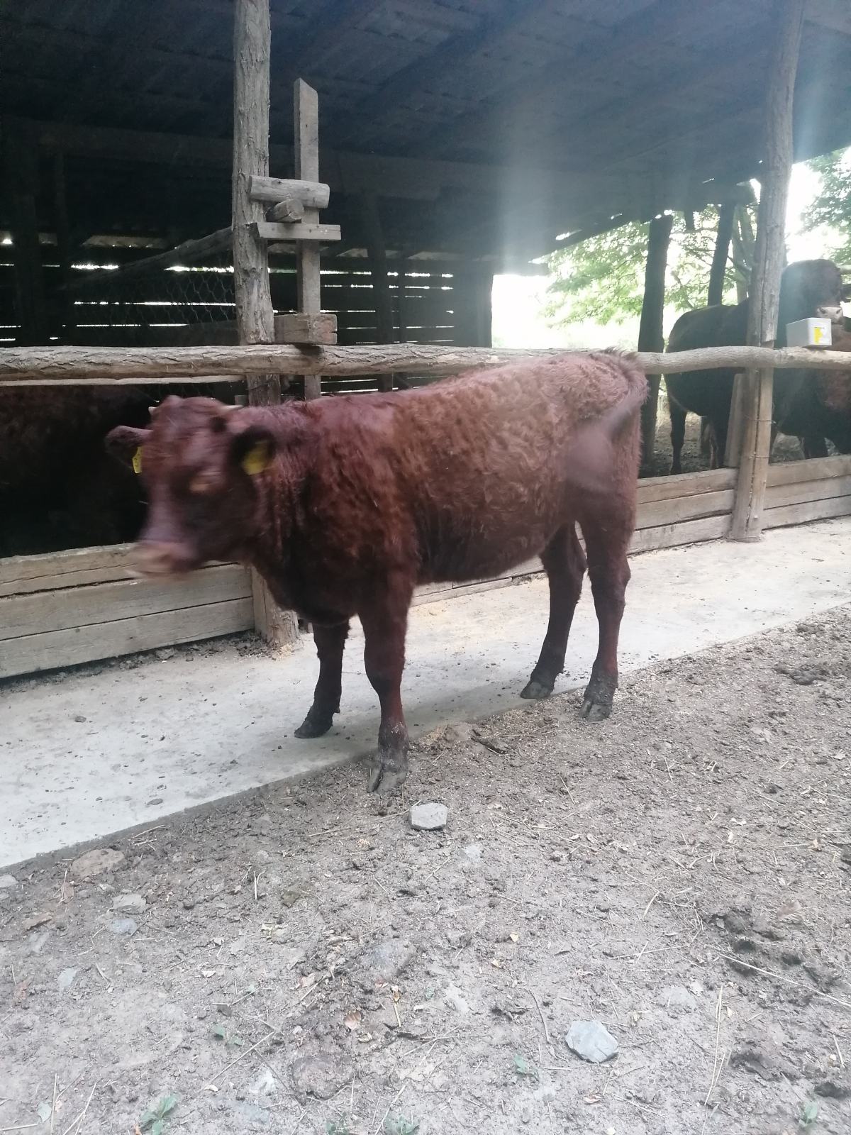 SALERS junice stare 10mj (3 kom)