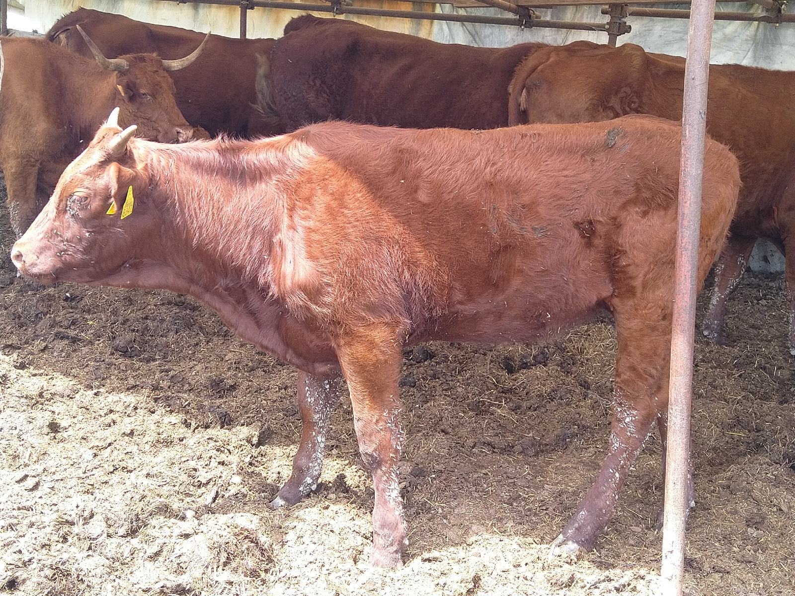 SALERS JUNICE ZA RASPLOD