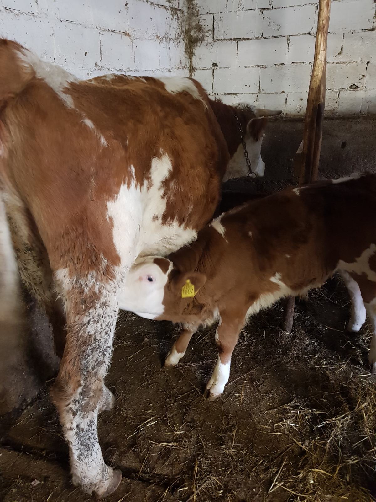 Simental krava i junica na prodaju