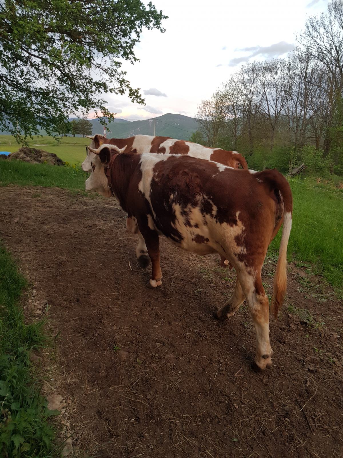 Simental krava sa teletom