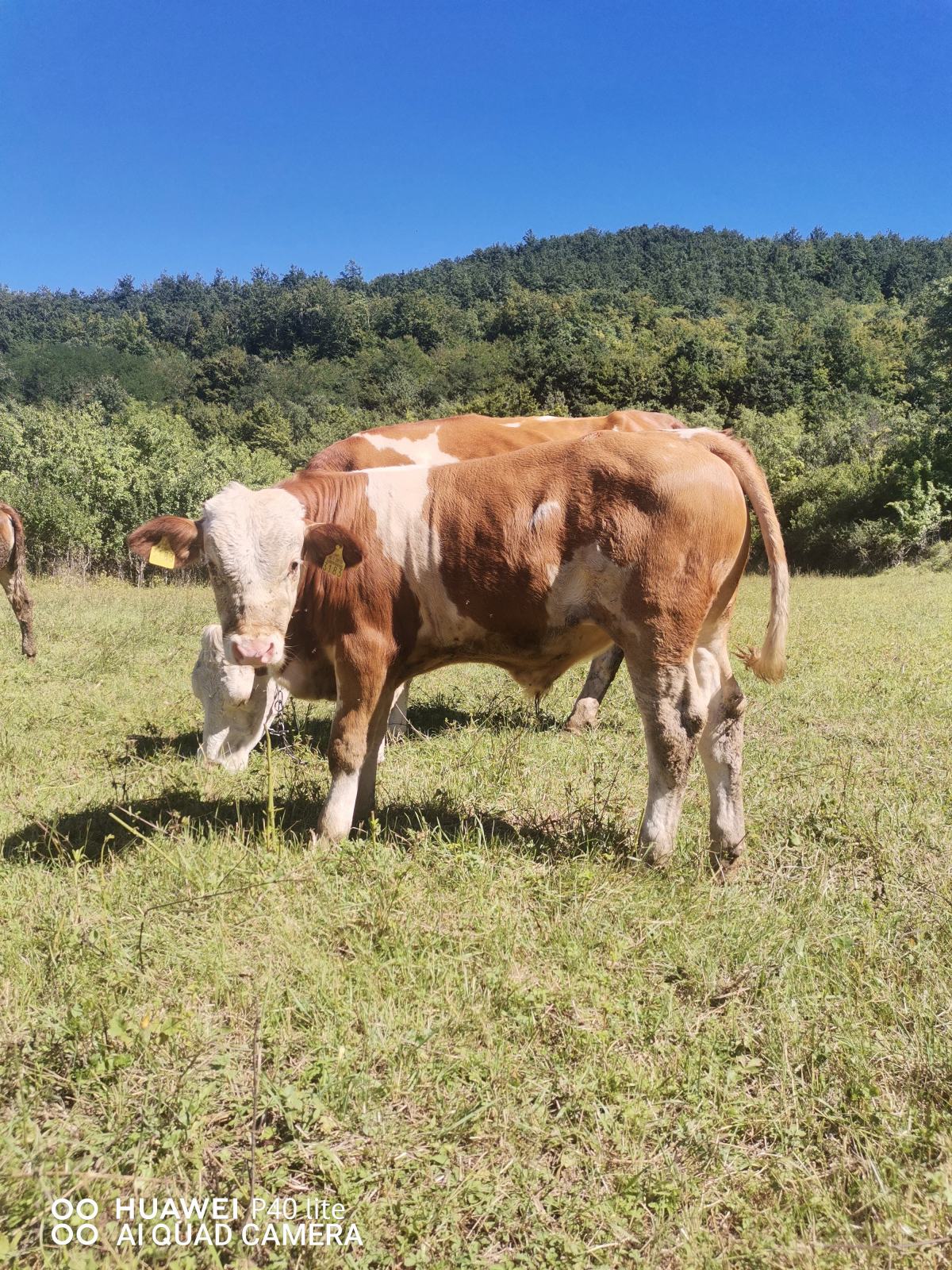 Muško tele simentalac