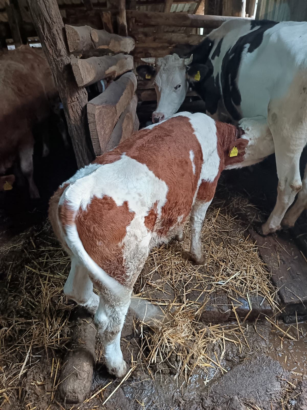 Simentalac tele za rasplod žensko može i za obradu, Krnjak!!