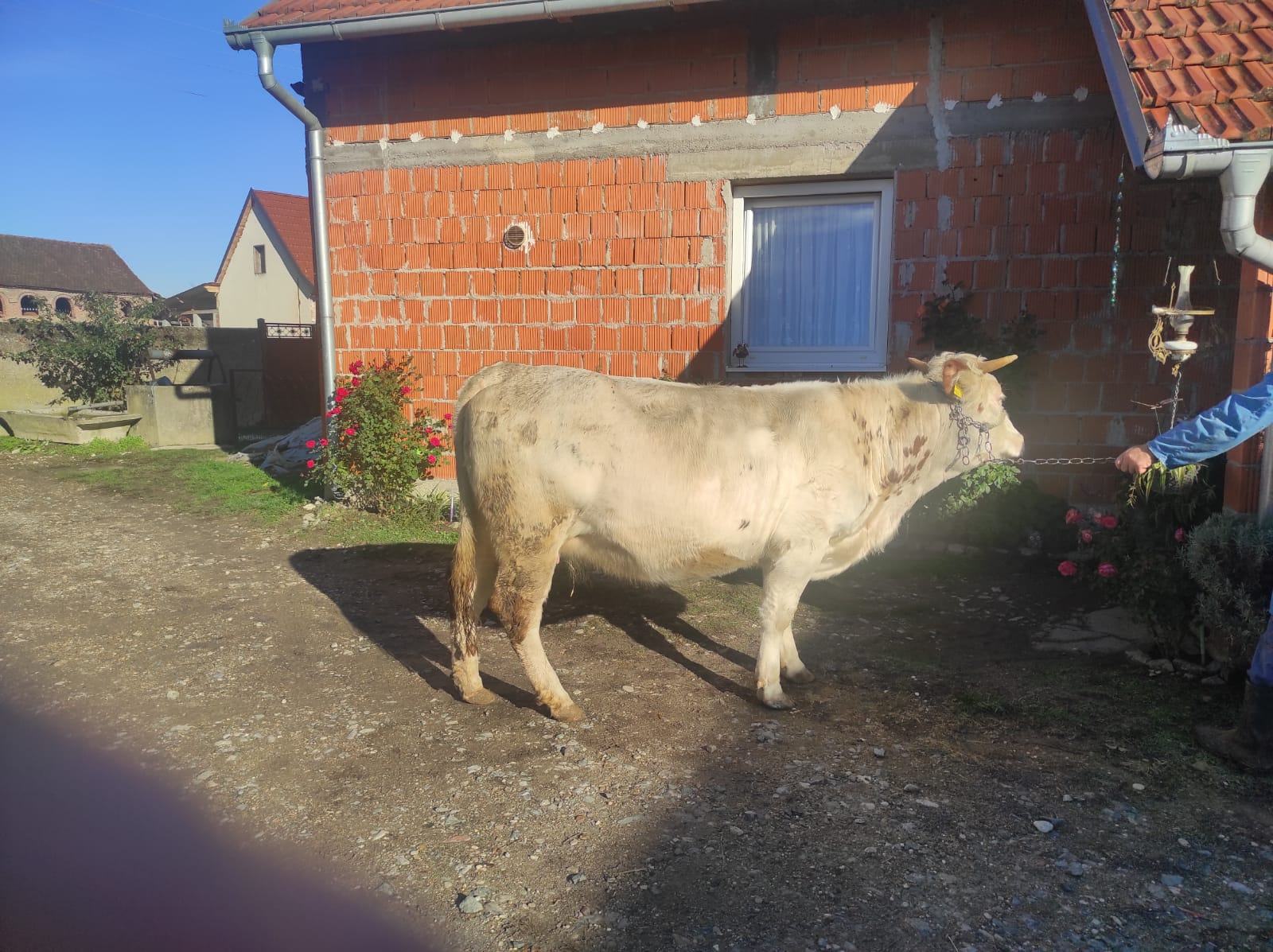 Simentalska junica 8 mj stelna