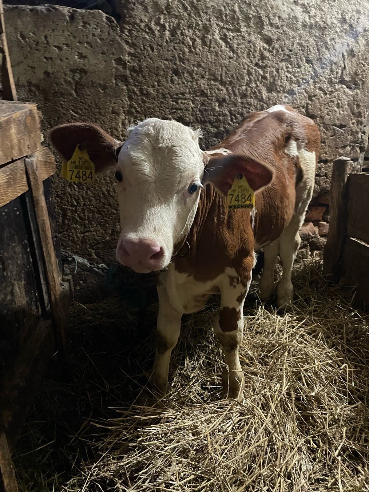 Simentalsko tele i krava na prodaju