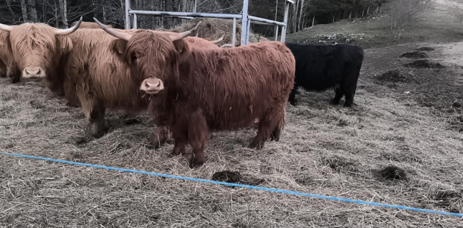 Škodsko visinsko govedo