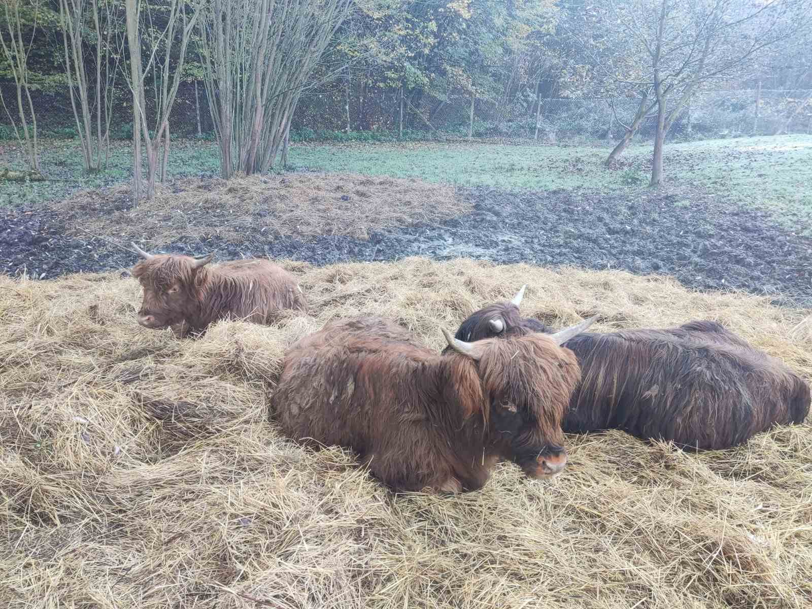 Škotsko govedo, dvije junice i jedan muski