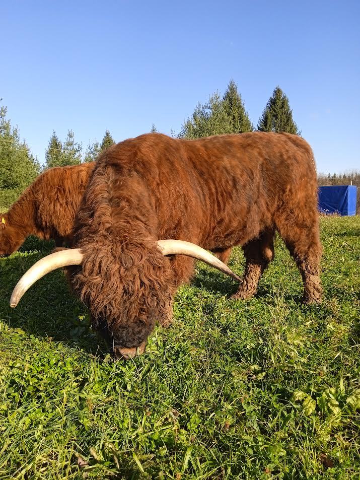 Škotsko planinsko govedo