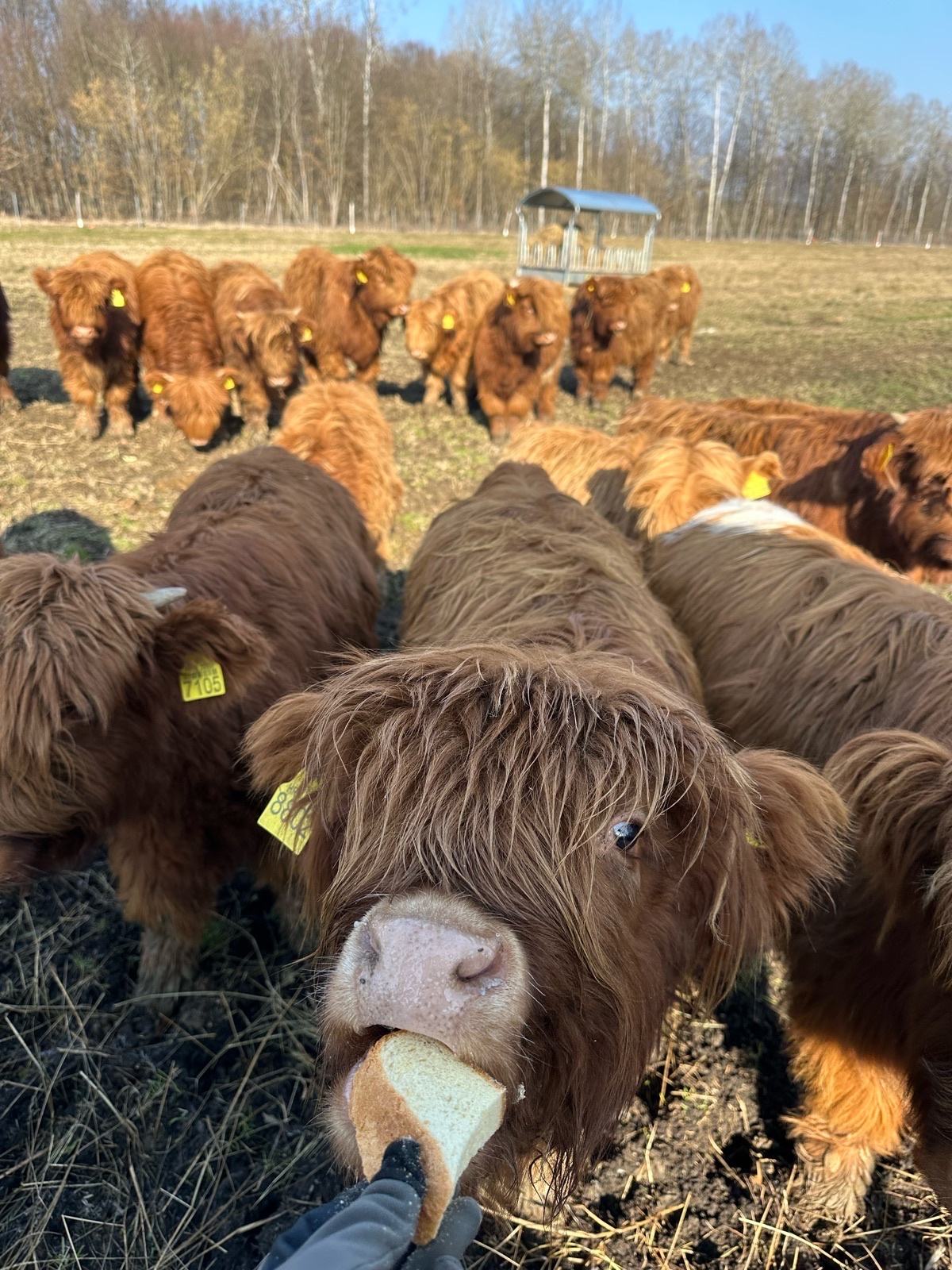 Škotsko visinsko govedo, junice