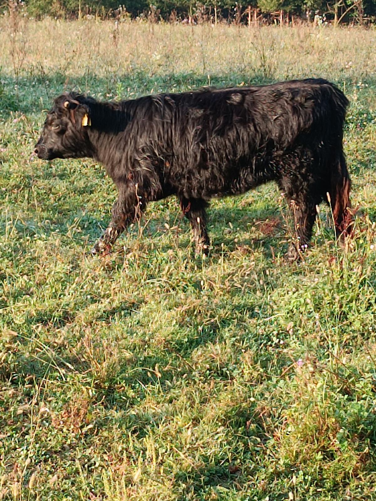 Škotsko visinsko govedo