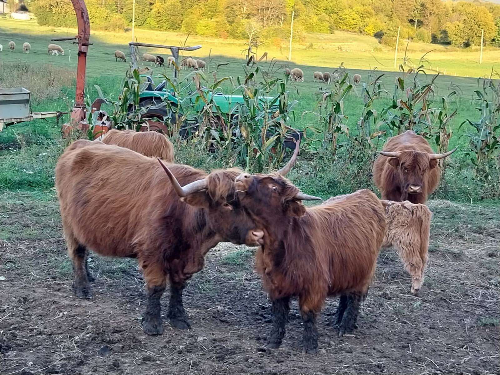 Škotsko visinsko govedo
