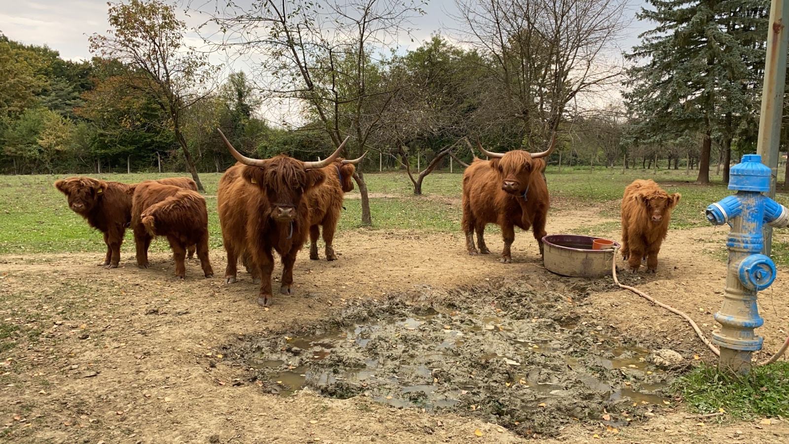 Škotsko visinsko govedo