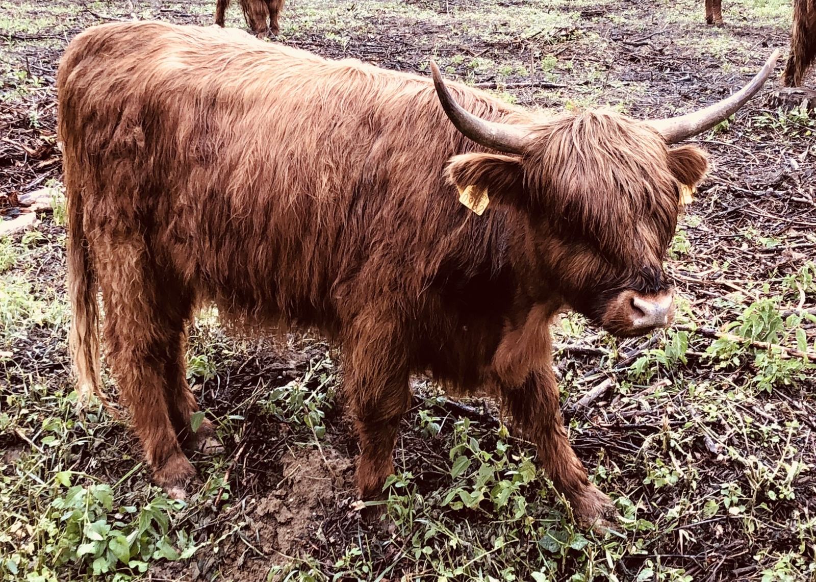 Škotsko visinsko govedo