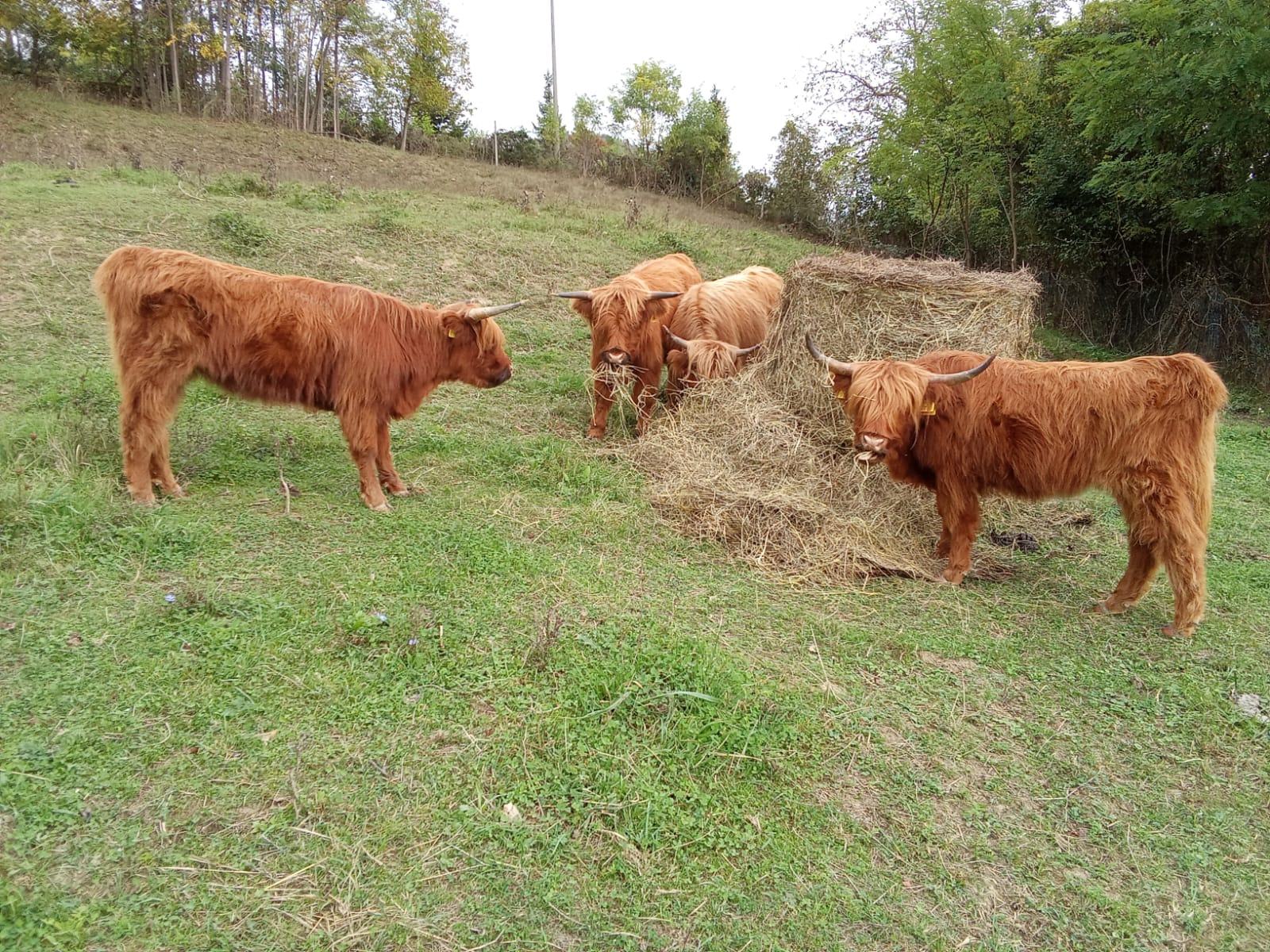 Škotsko visinsko govedo
