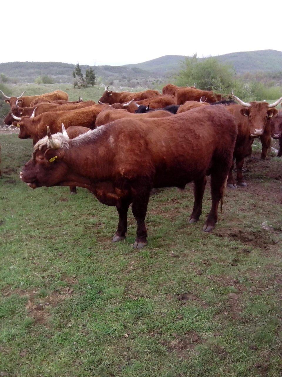 Stado krava pasmine Salers,sustav krava-tele