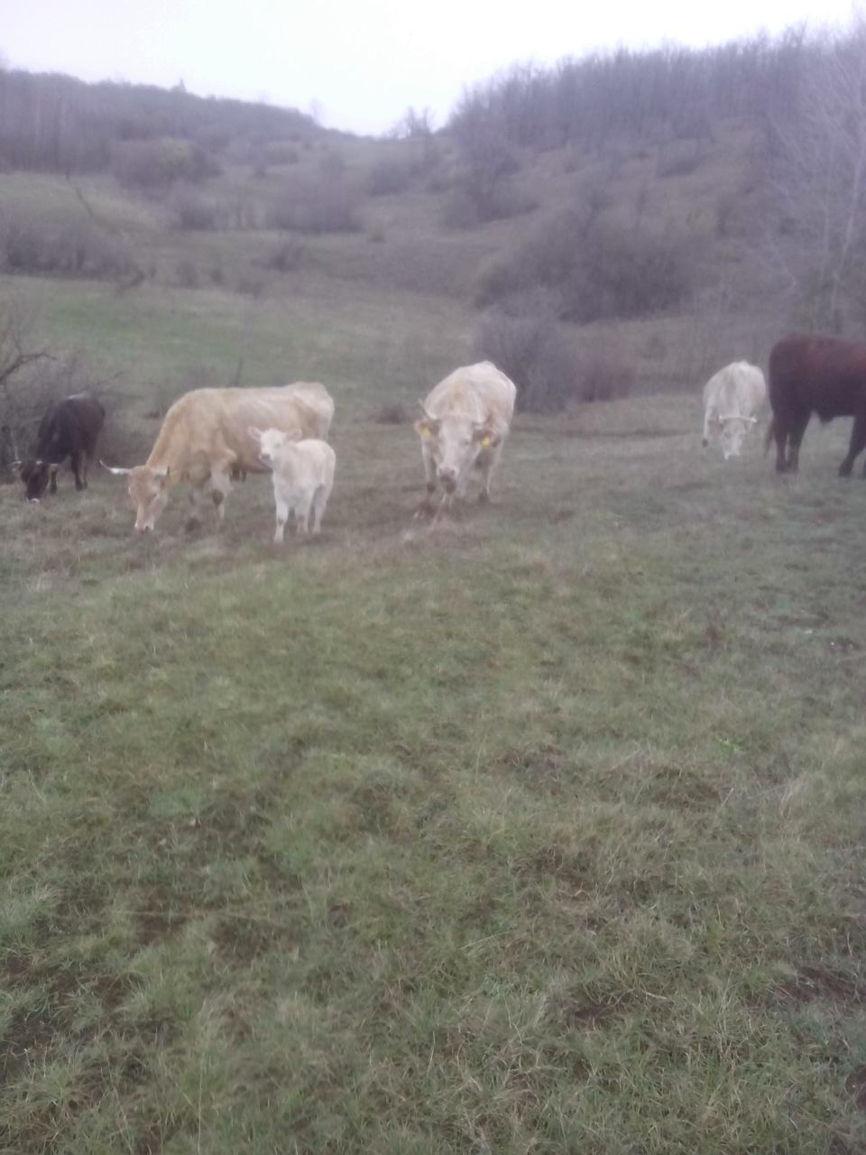 Stado krava,sustav krava-tele