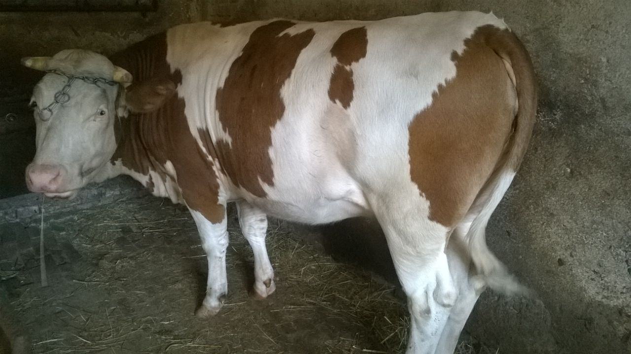 Stelna junica za prodaju