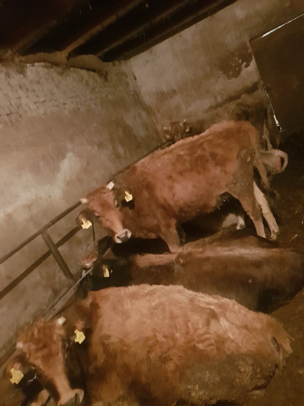 Telad/ junice/ krave buše