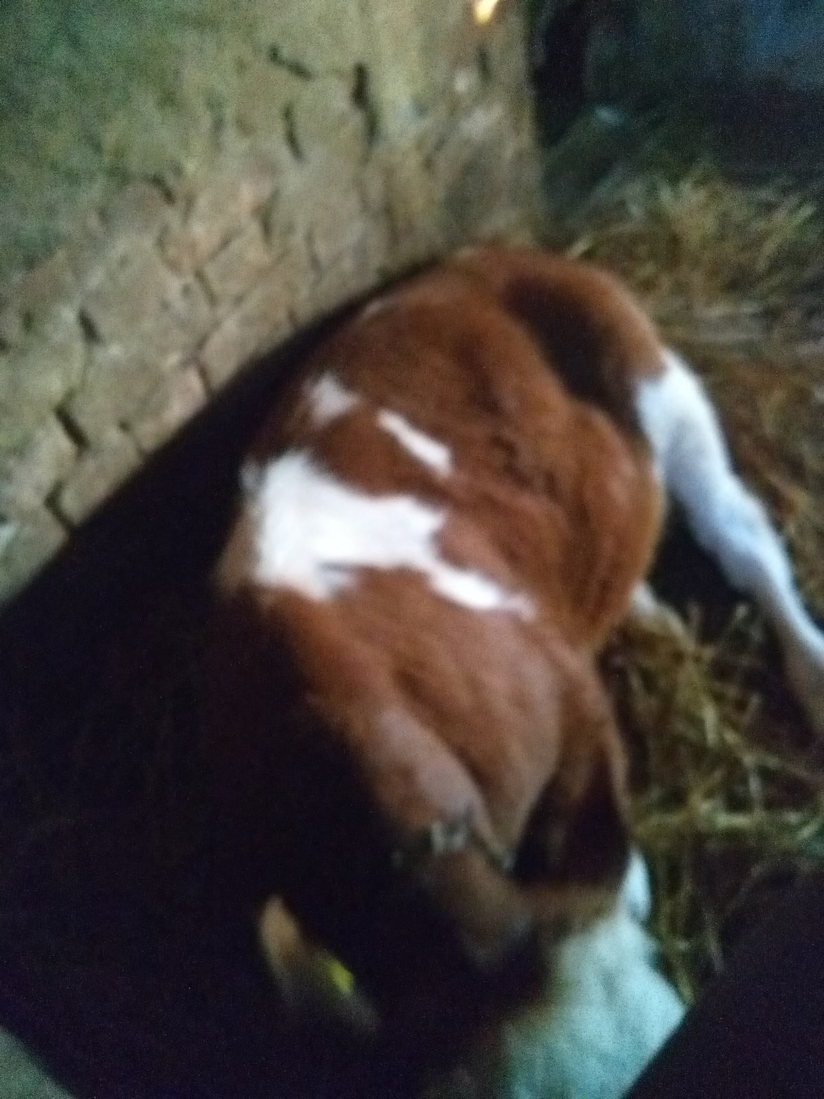 Telad muška simentalac