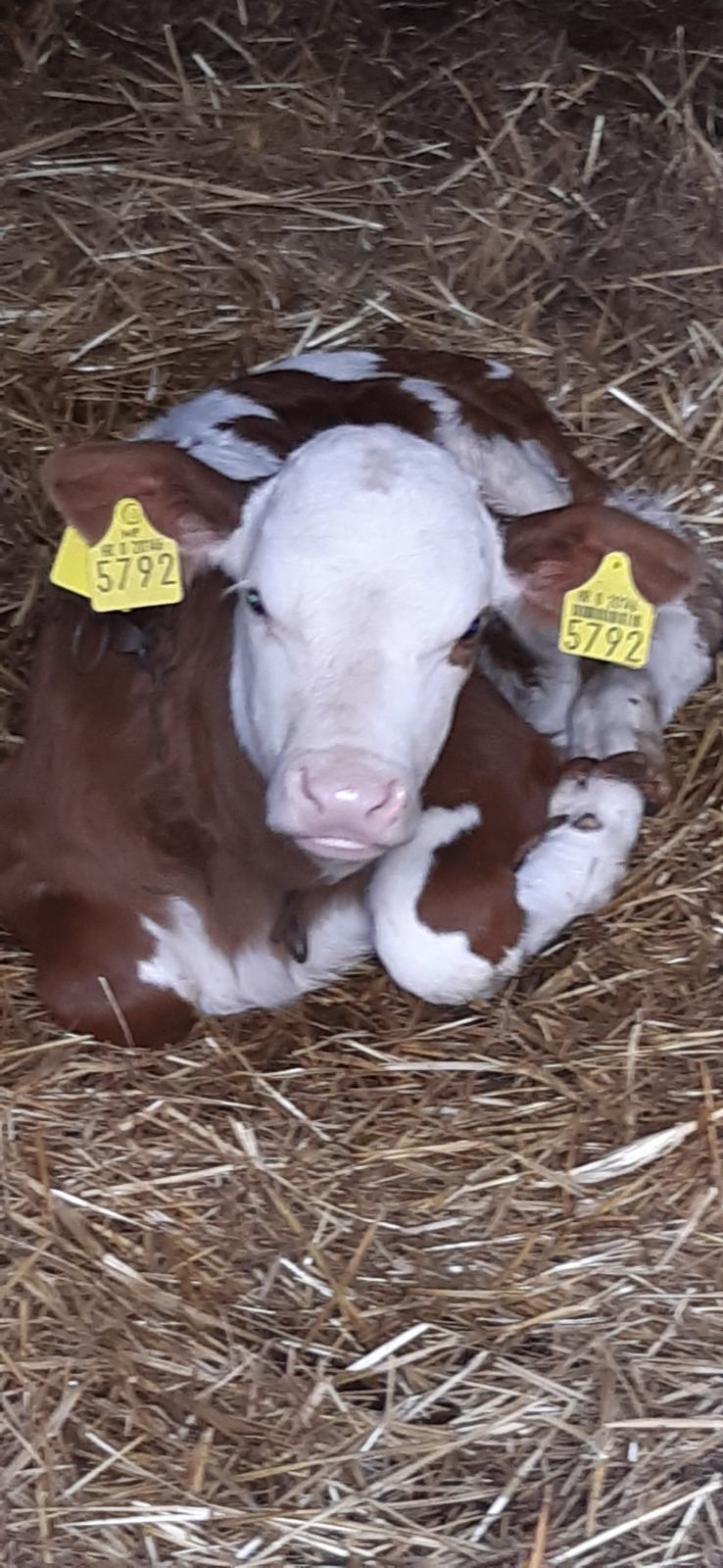 Telad muska simentalac