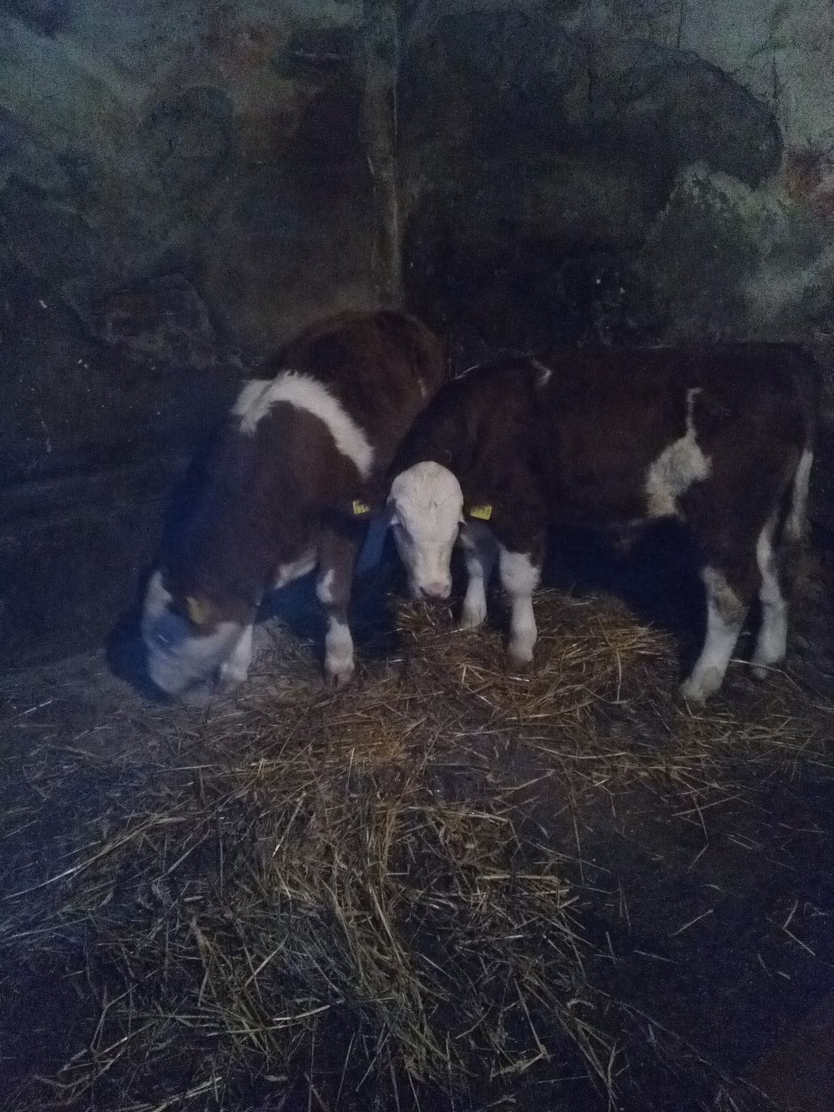 Telad muška simentalac