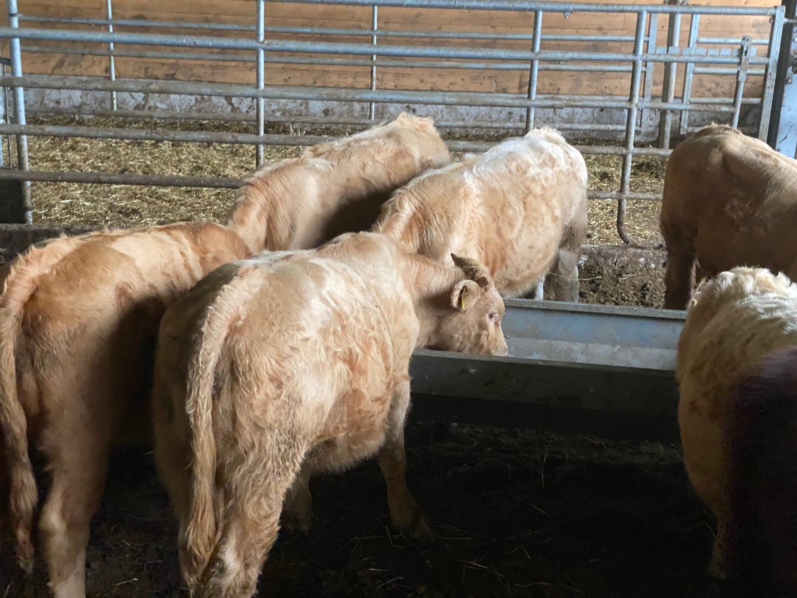 Telad na prodaju – 20 komada