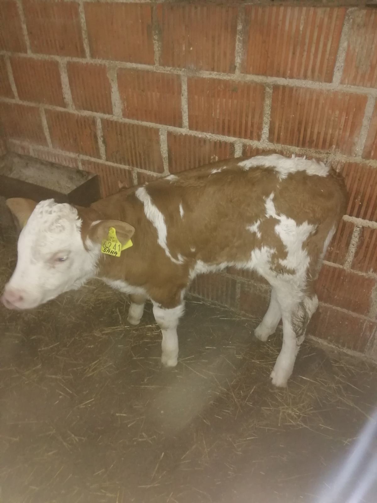 Telad simentalac muška i ženska