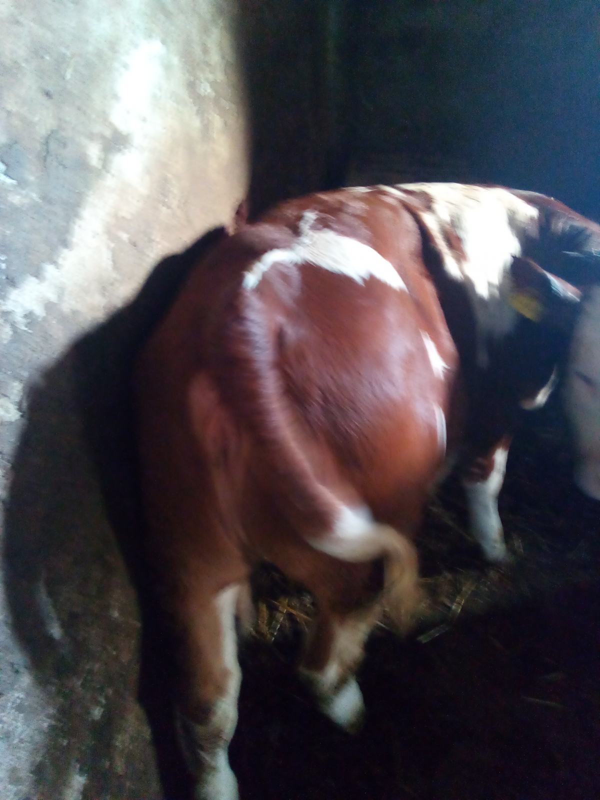 Telad simentalac ženski