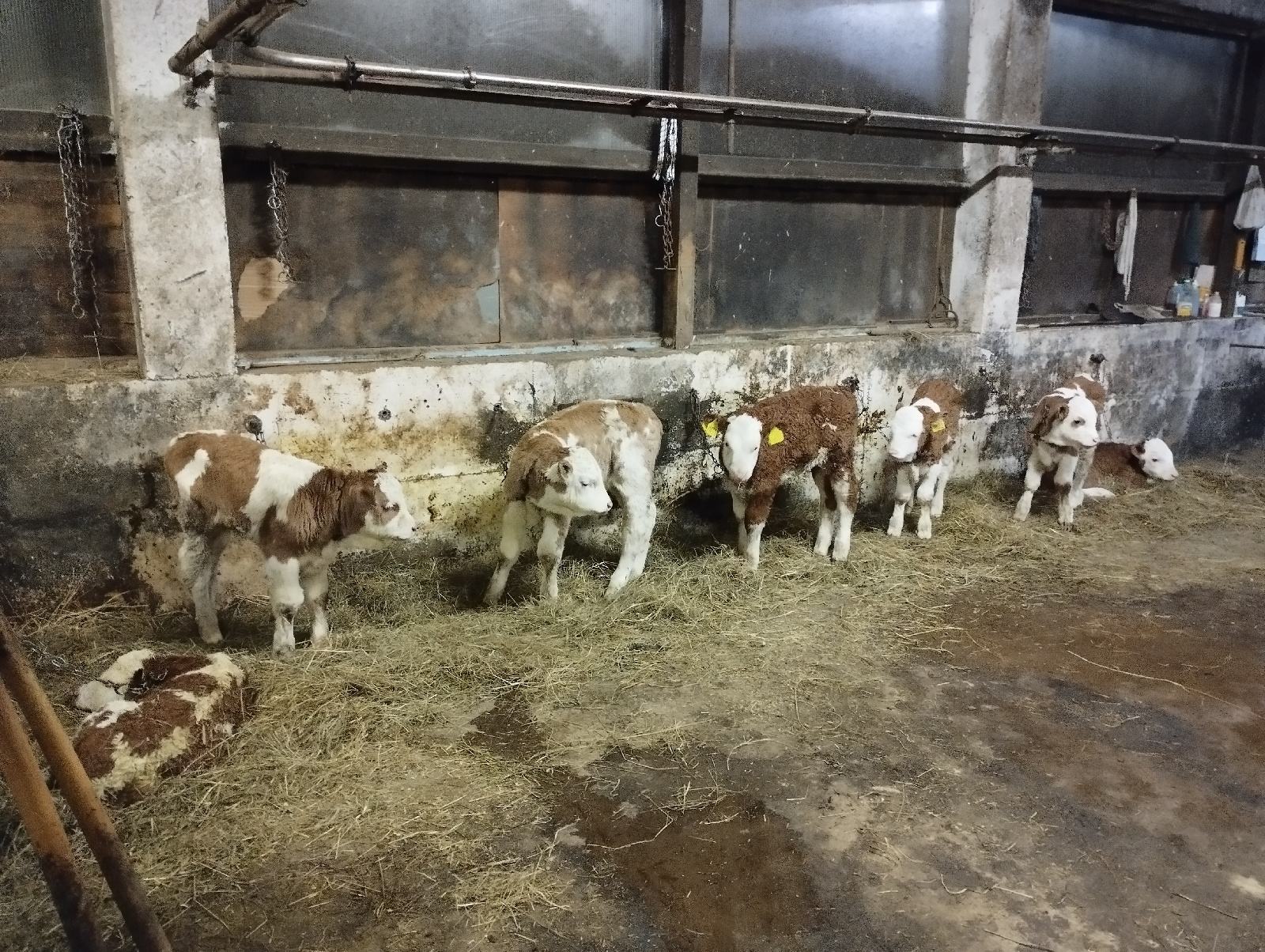 telad ženska simentalac