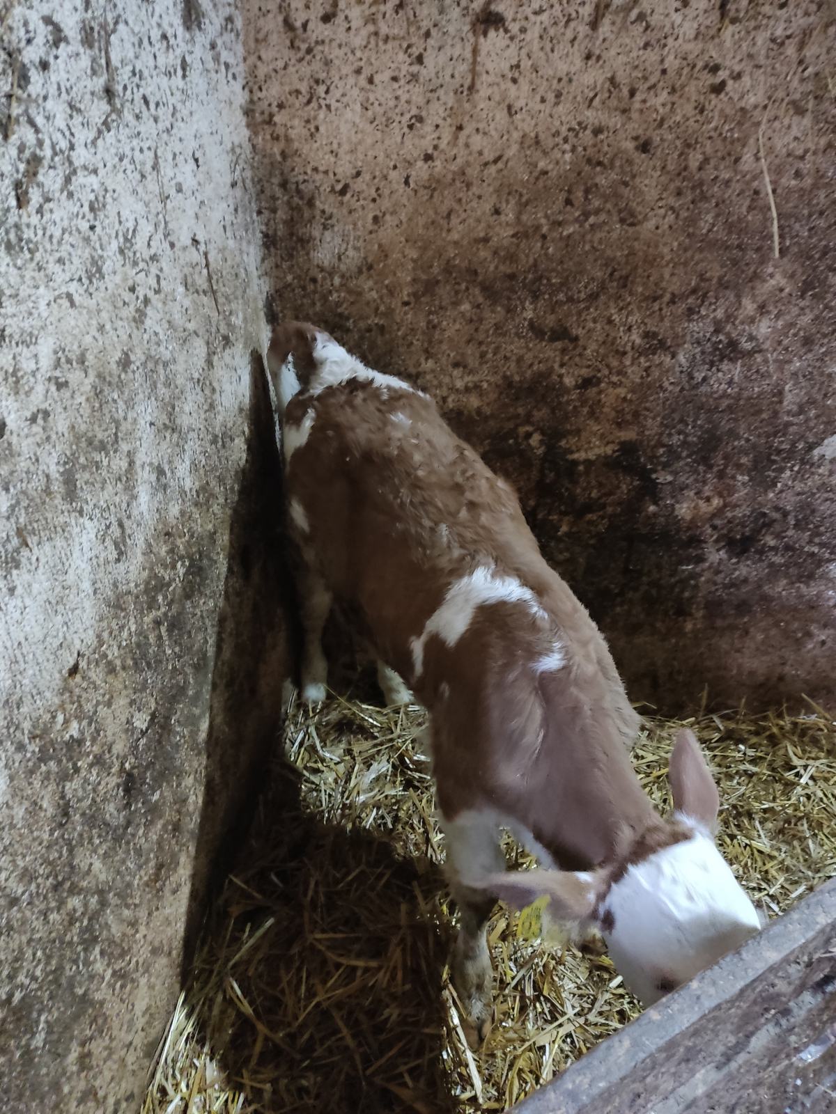 Tele muško simentalac