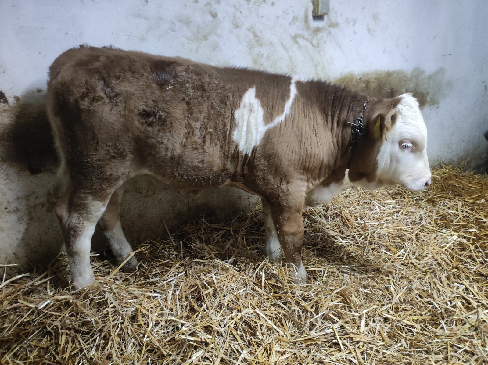 Tele muško simentalac