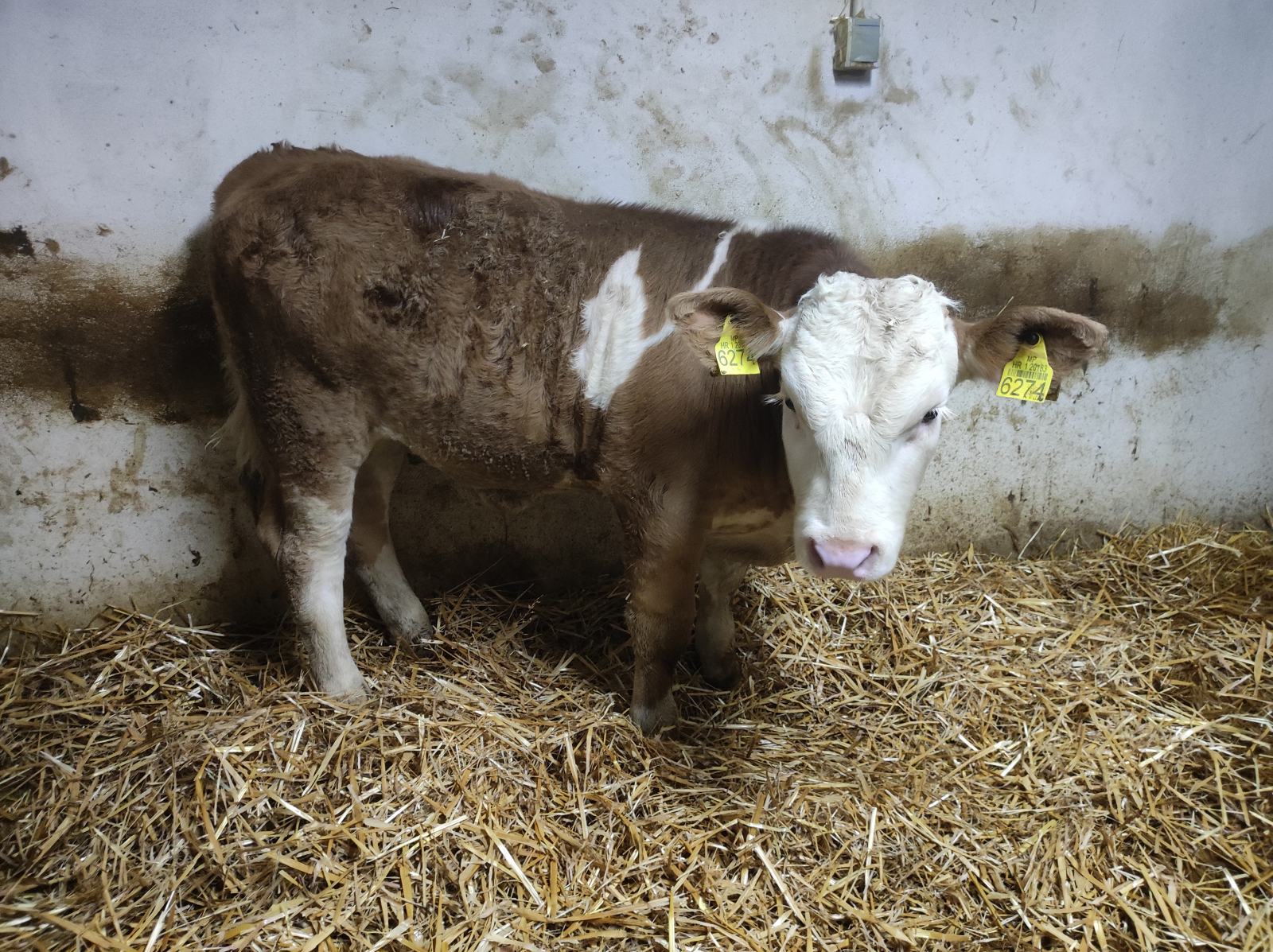 Tele muško simentalac