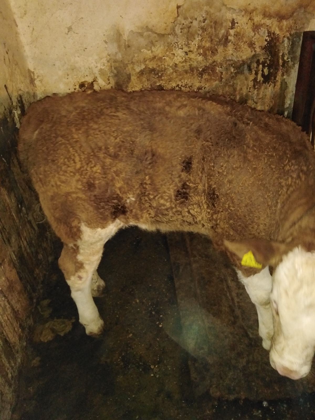 Tele muško simentalac