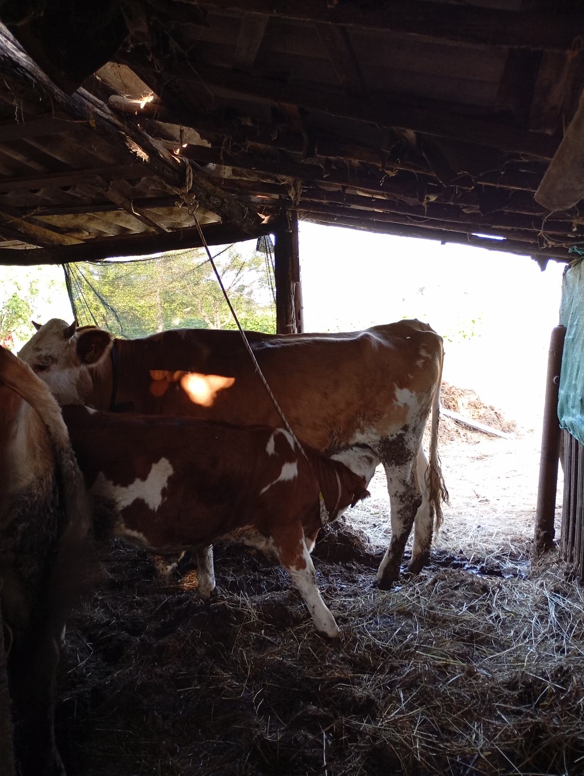 Tele muško simentalac