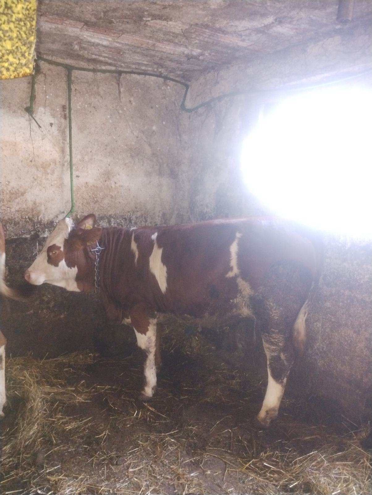 Tovna steona junica simental