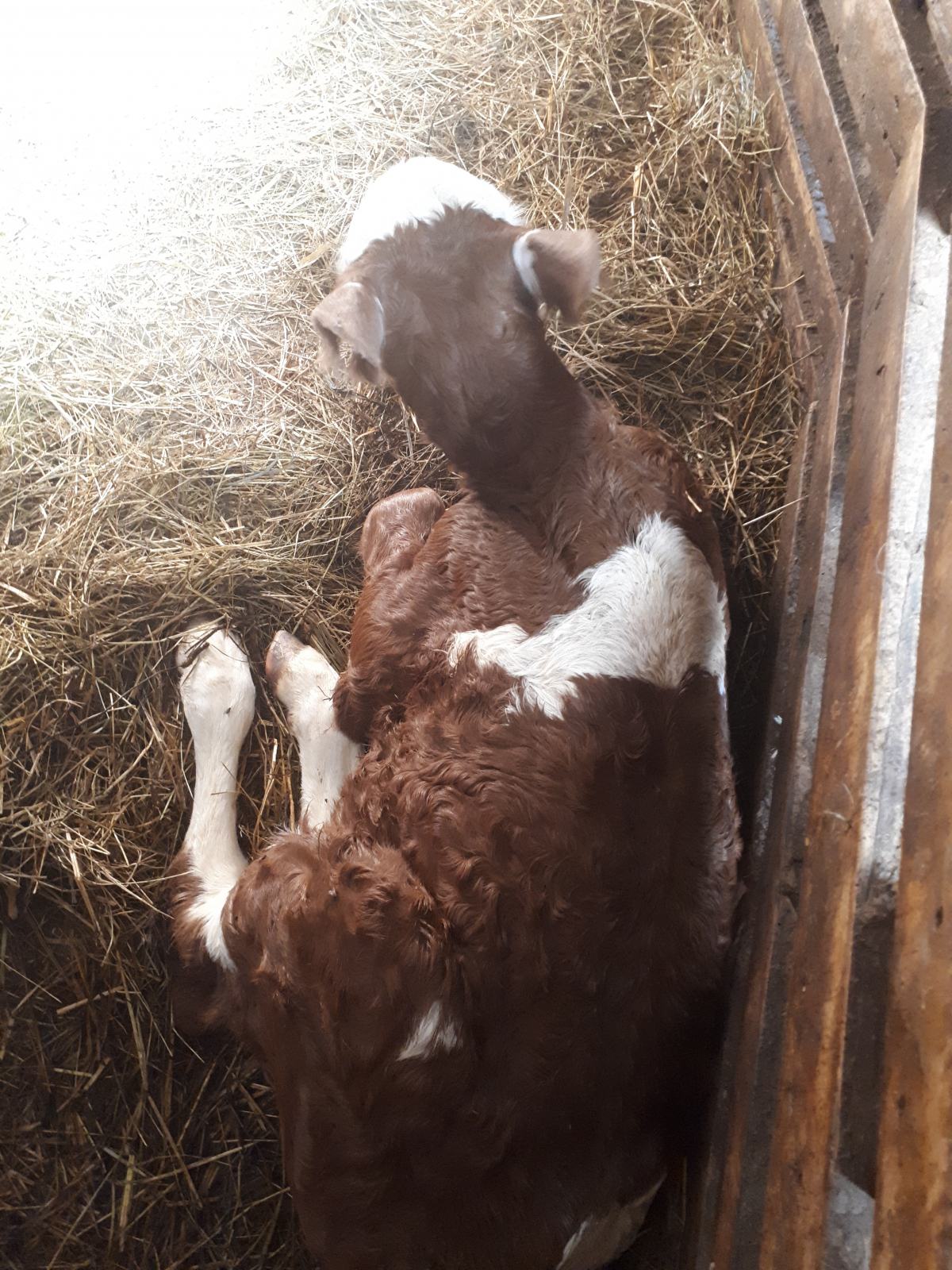 ženska telad simentalac 4 kom