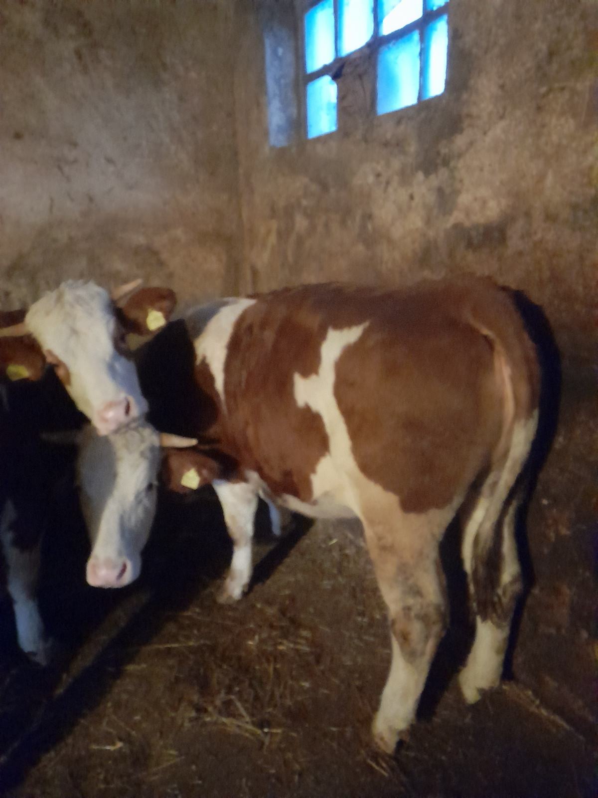 zensko june simentalac za obradu