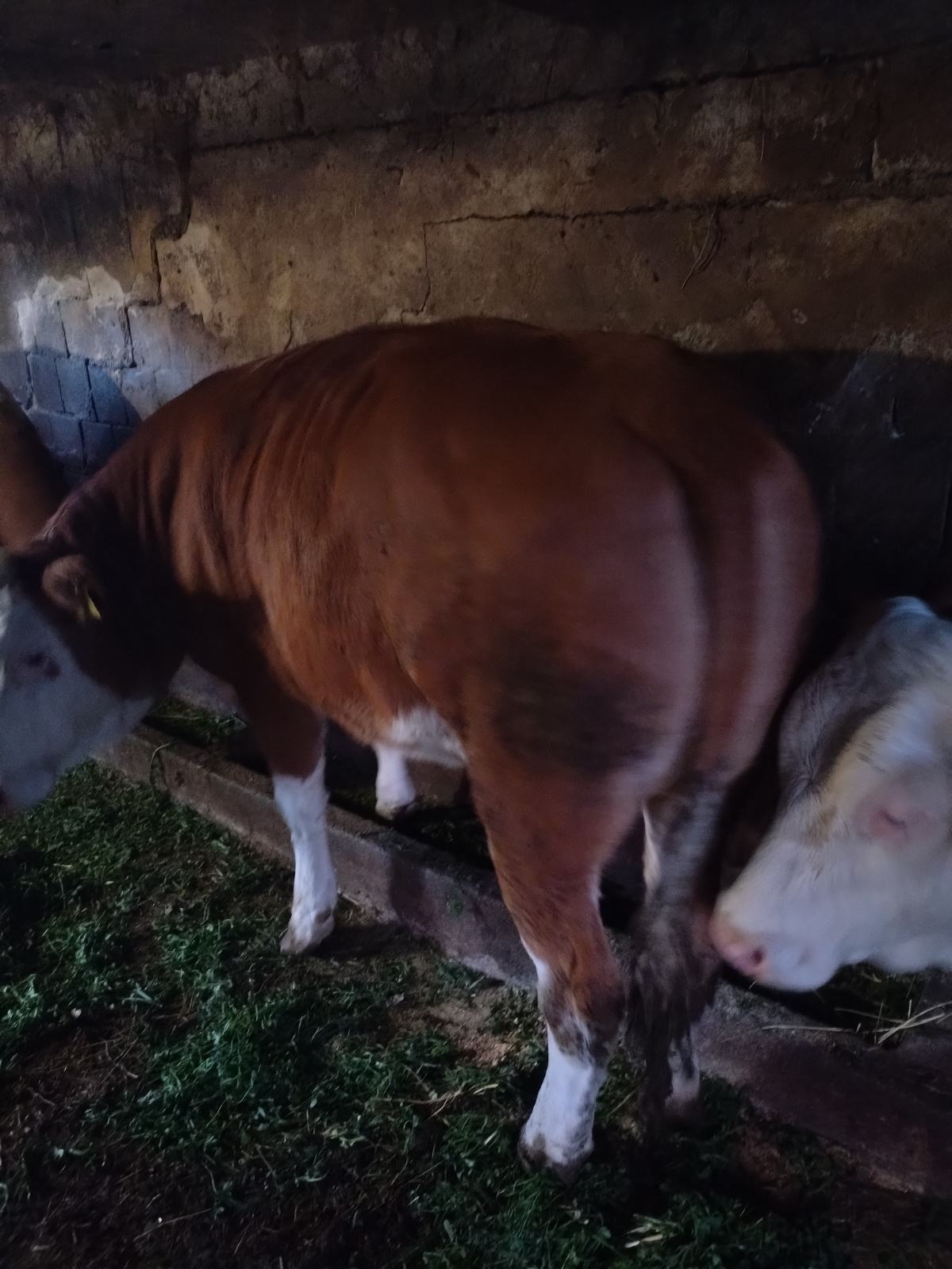 zensko june simentalac za OBRADU