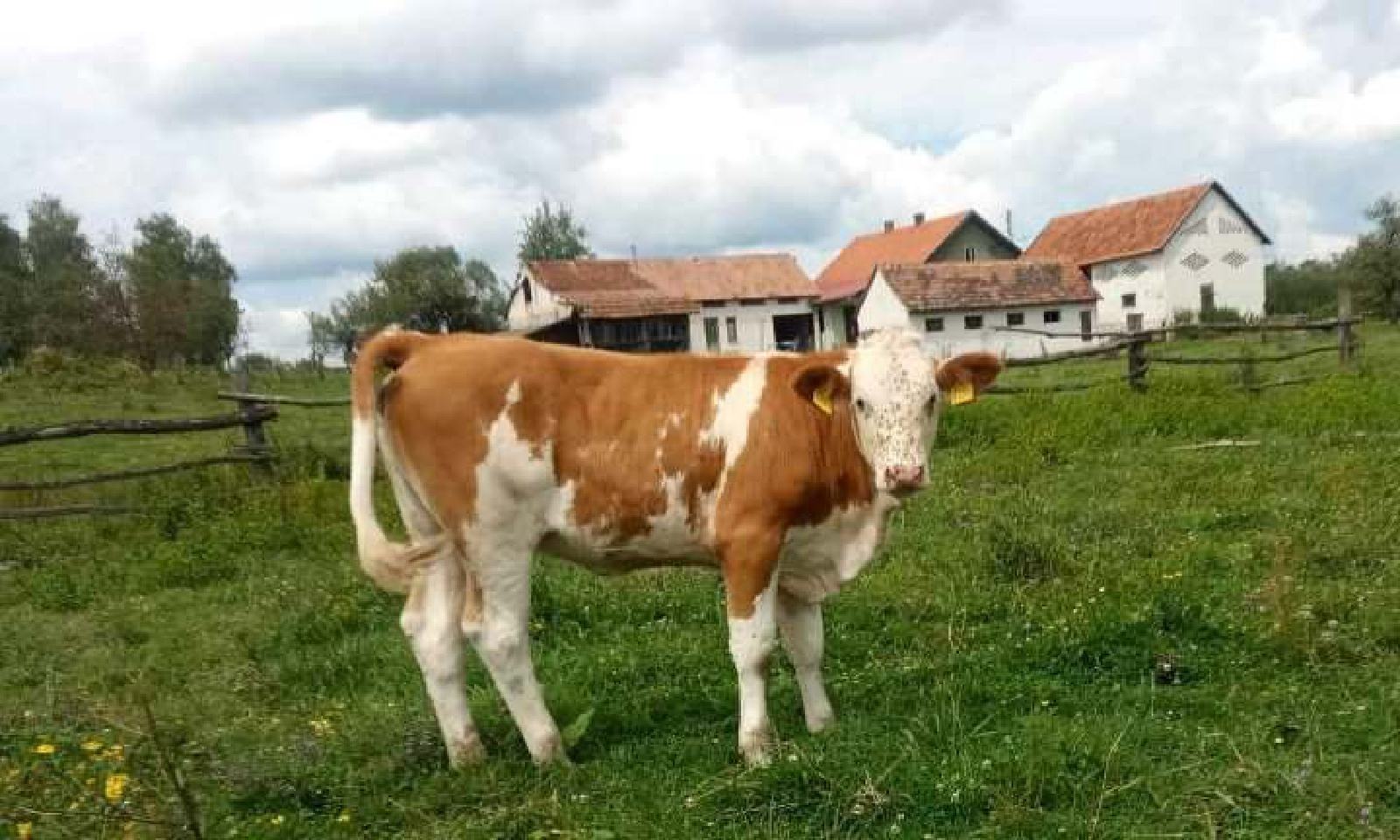 Žensko tele -Simentalac