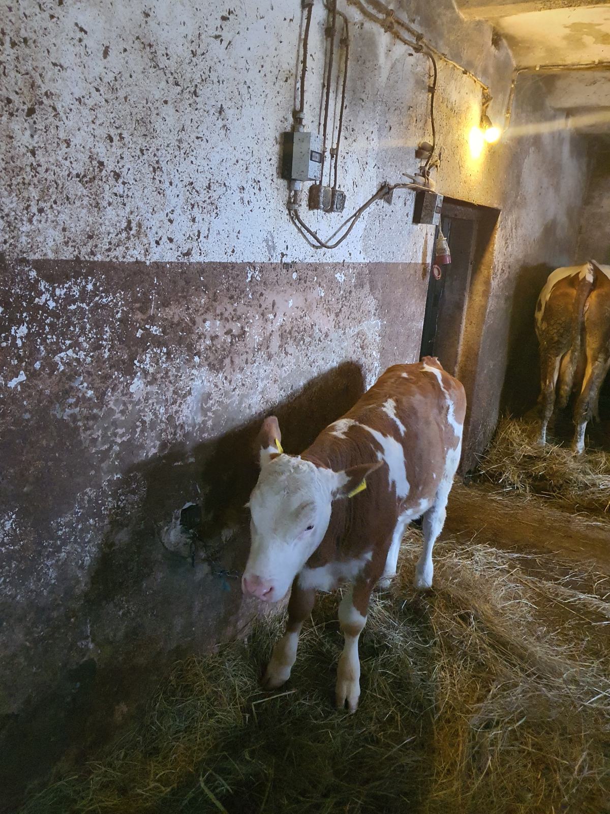 Žensko tele simentalac