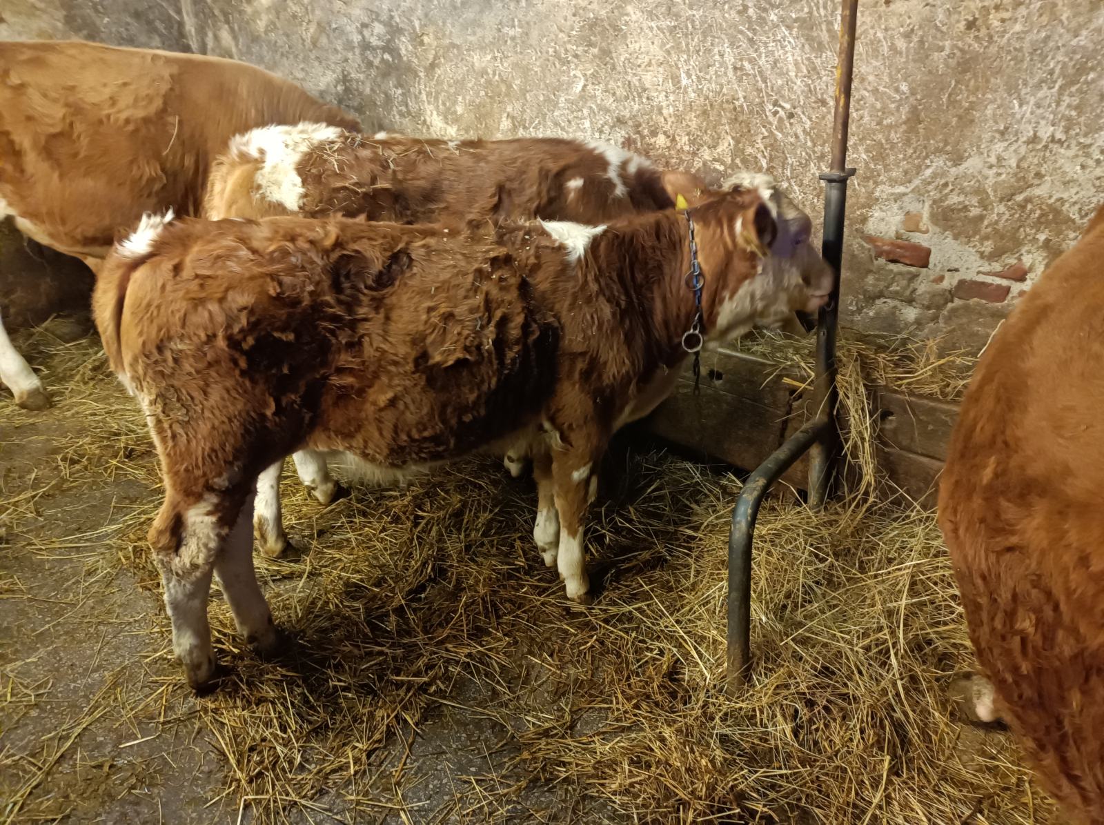 Žensko tele simentalac