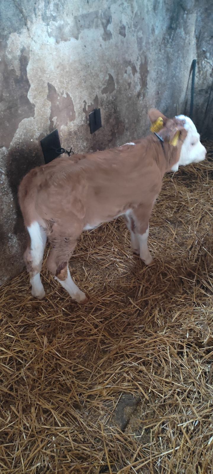 Zensko tele simentalac star 3 tj. 2300kn