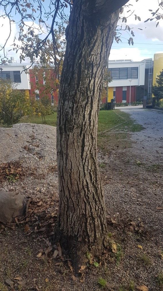 Drvo Orah (upitati na br 077158982)