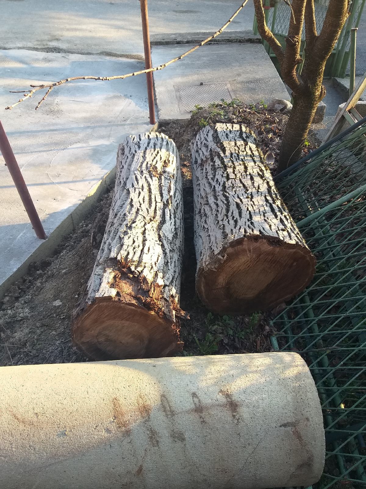 Prodajem deblo oraha