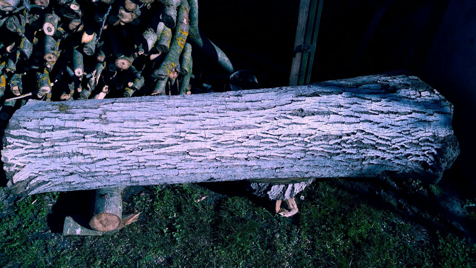 Trupac oraha 195 cm dužine, opseg u sredini 140 cm