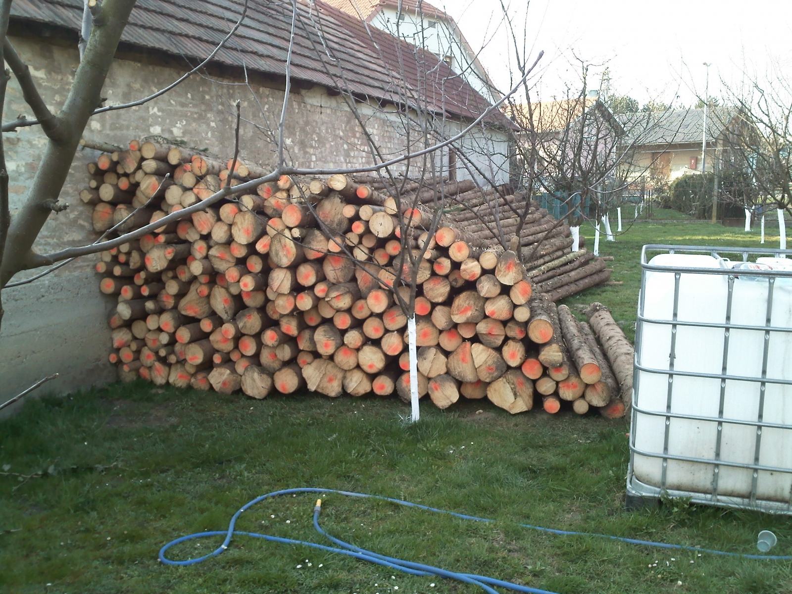 prodajem drvene oblice, neobrađene. jelovina