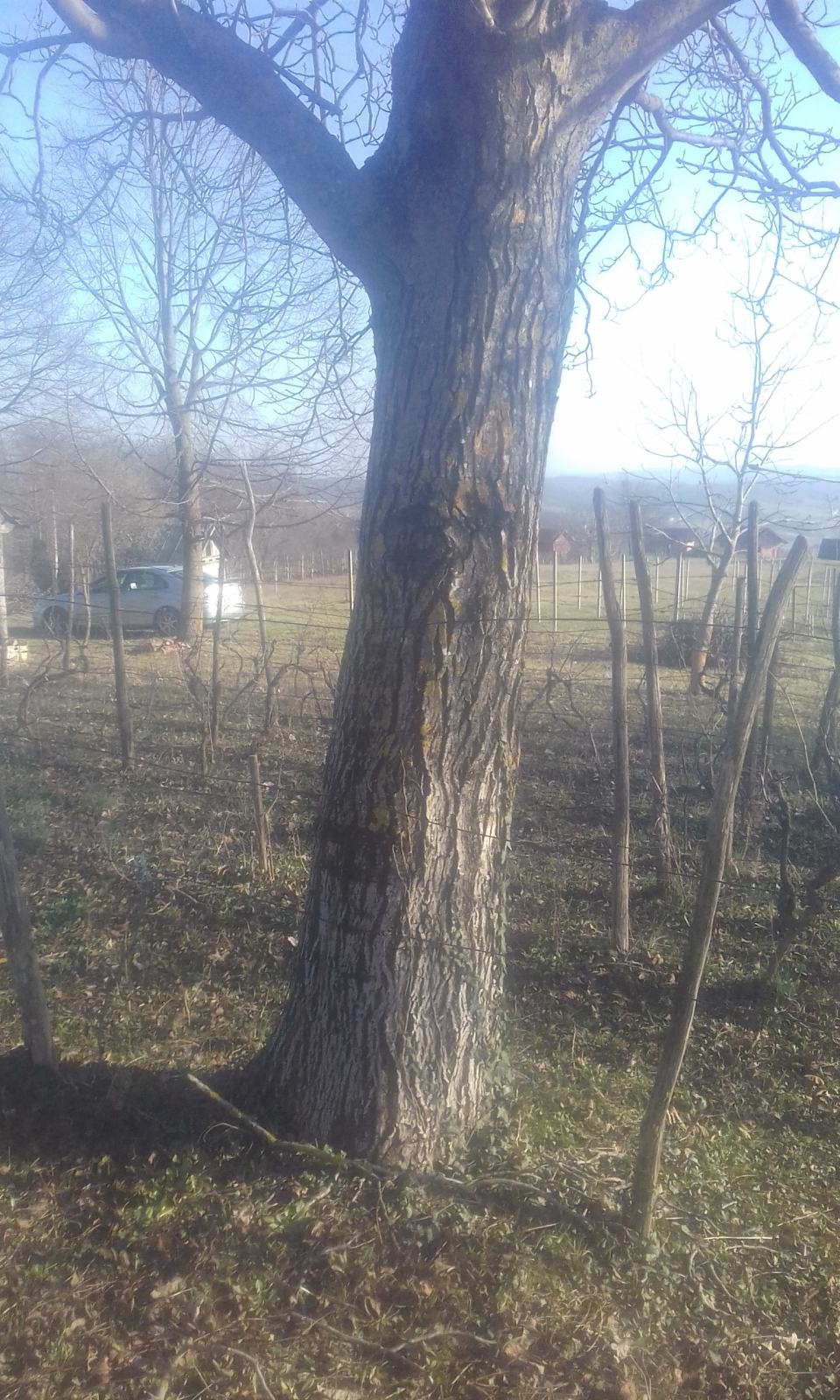 Deblo oraha prodajem