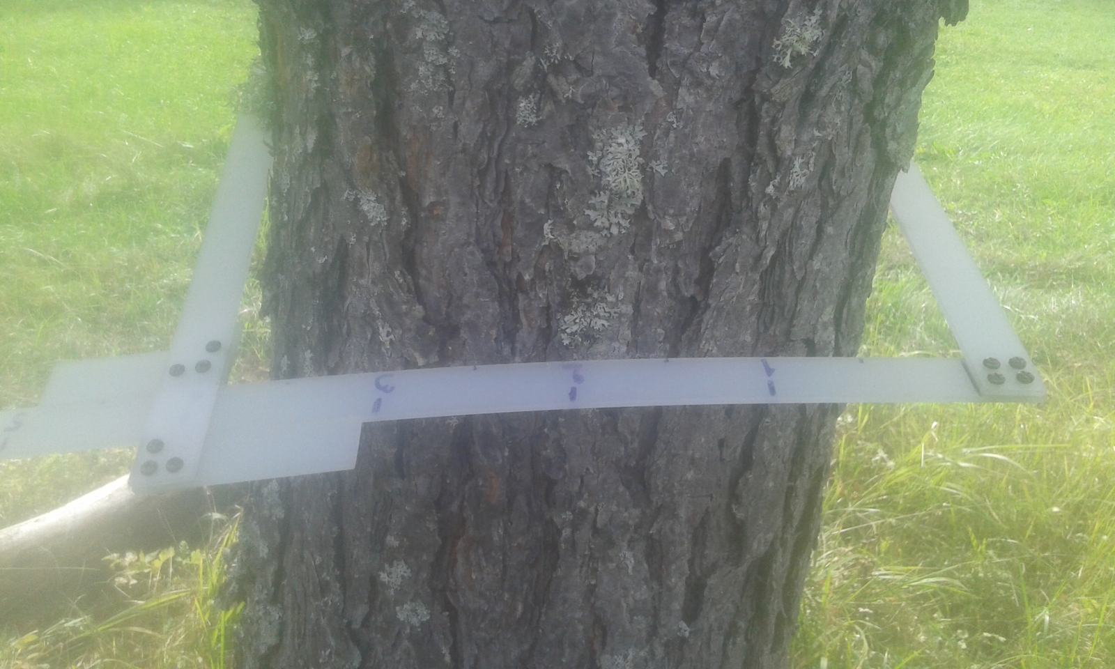 BOR / borovac, borovina. Drvo, trupci